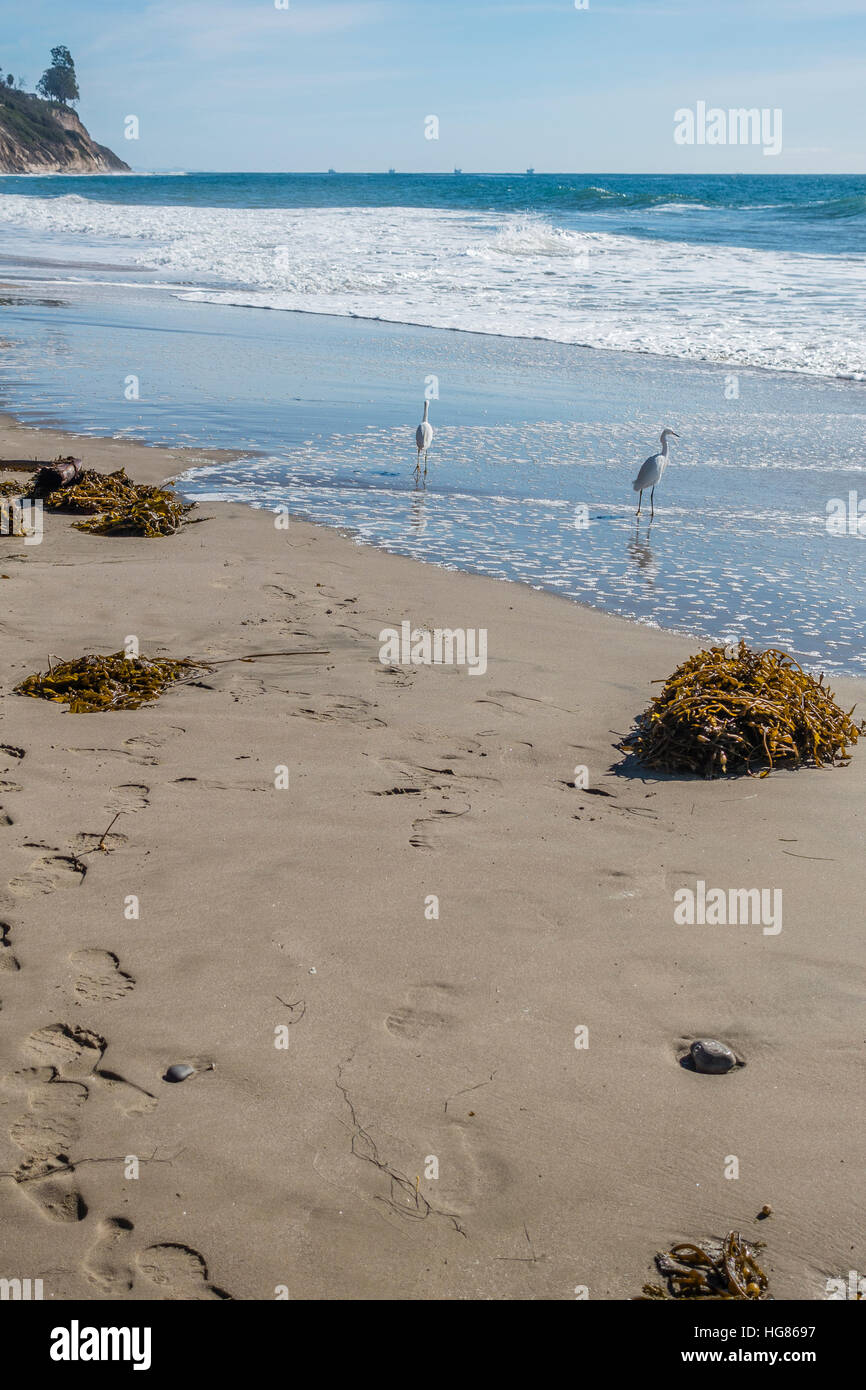 Two egrets move along the surf on the beach at Arroyo Burro Park ...