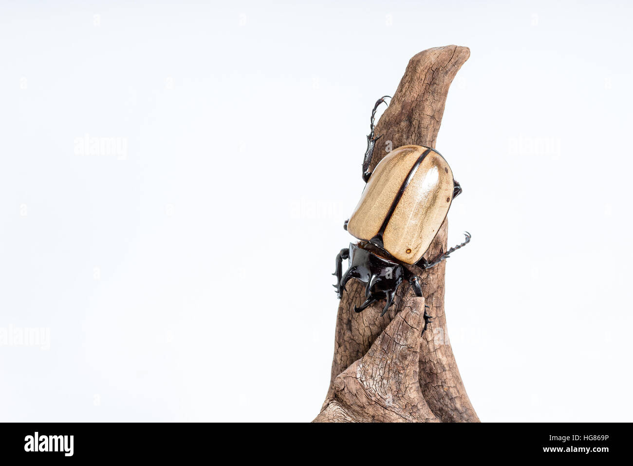 Five-horned Rhinoceros Beetle (Eupatorus gracilicornis) on the stump ...