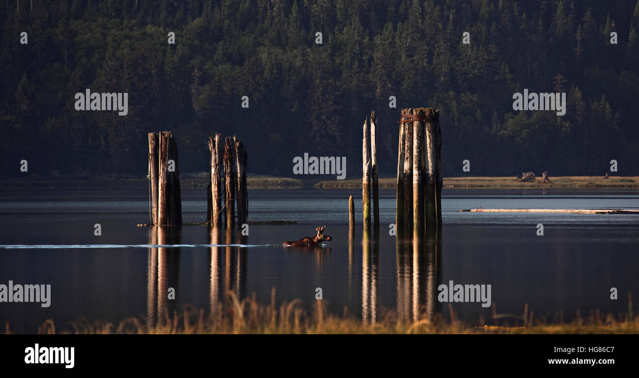 Moose in lake against trees during sunset Stock Photo - Alamy