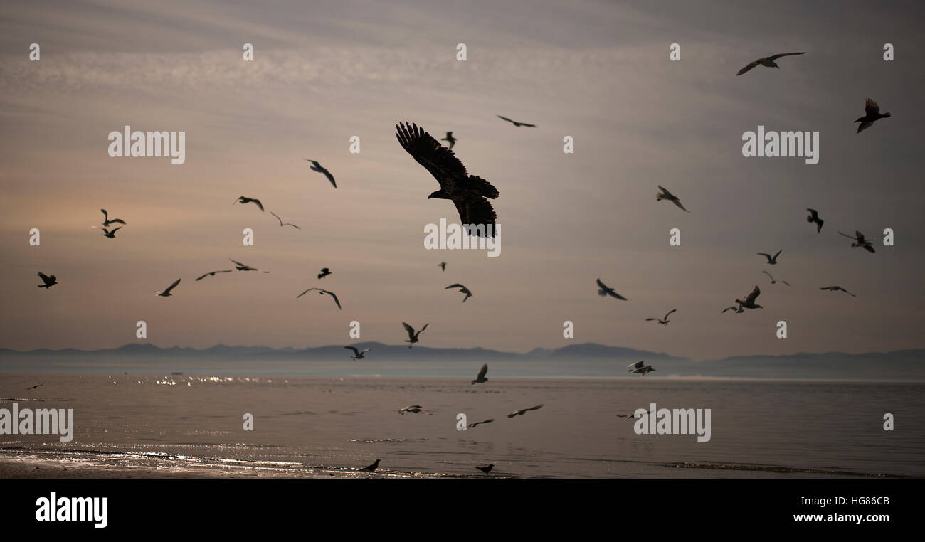 Birds flying over lake in sky Stock Photo - Alamy