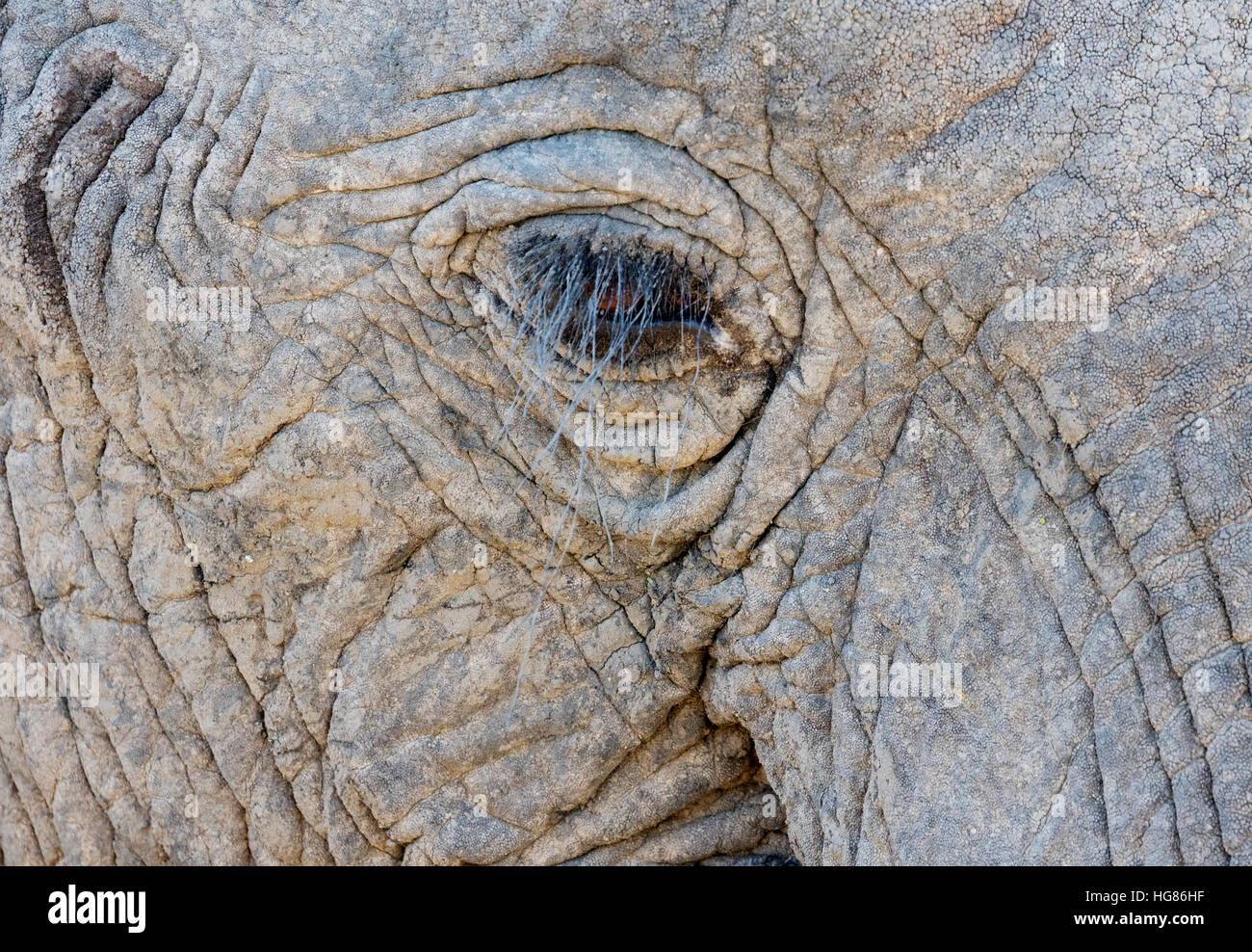 Elephants eye hi-res stock photography and images - Alamy