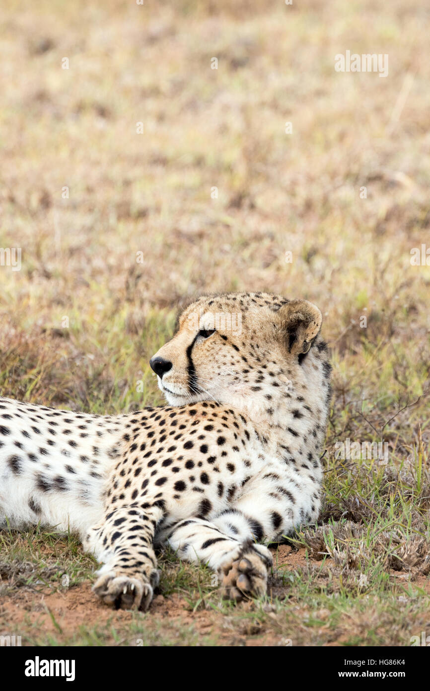Adult male cheetah lying down, Acinonyx jubatus, South Africa Stock ...
