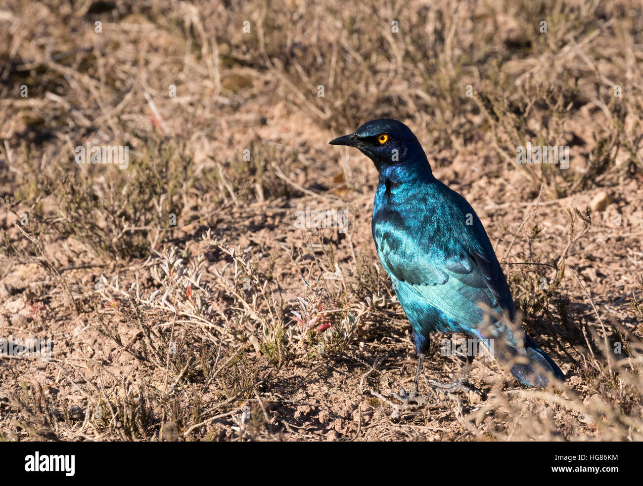 Glossy Starling ( Cape Starling, Cape Glossy Starling , Lamprotornis ...