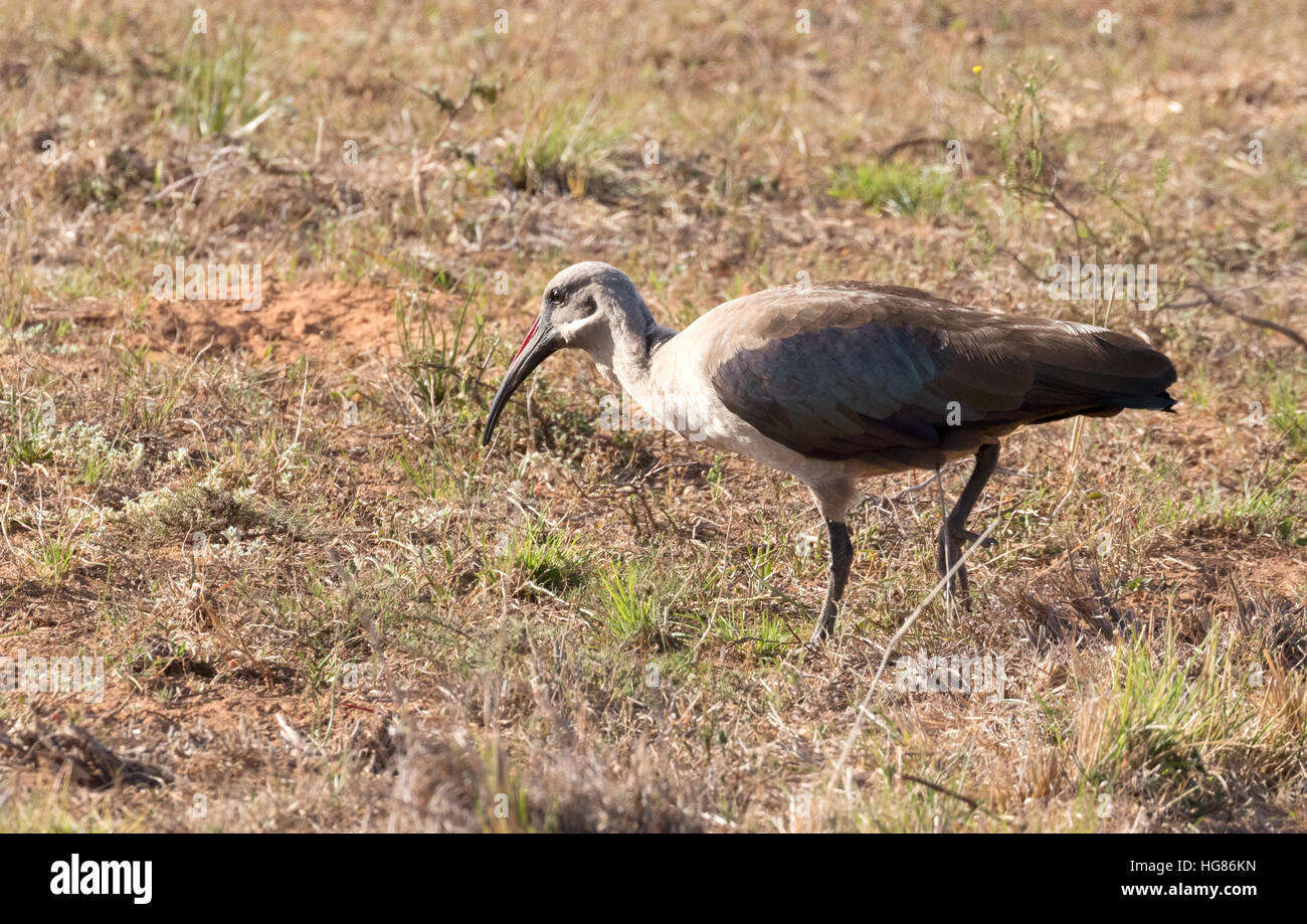 The hadeda ibis hi-res stock photography and images - Alamy