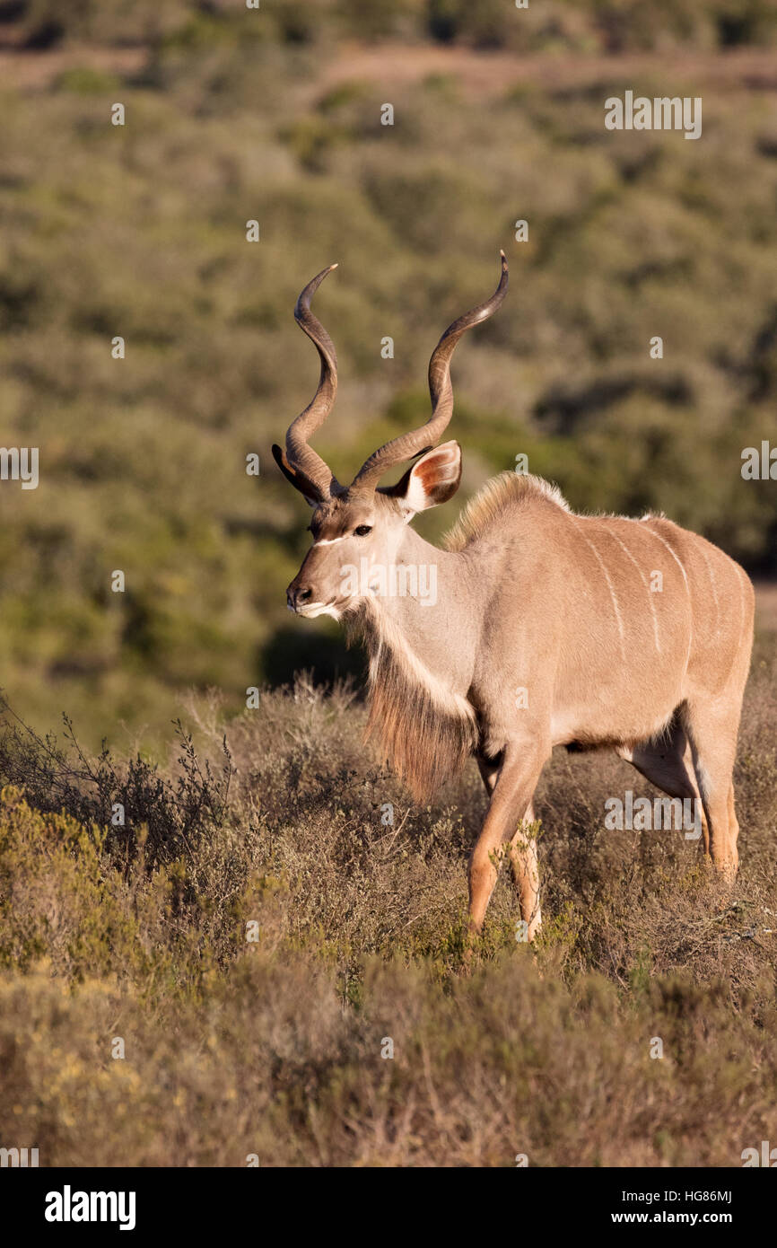 Adult male Kudu antelope, ( Tragelaphus strepsiceros ), South Africa ...