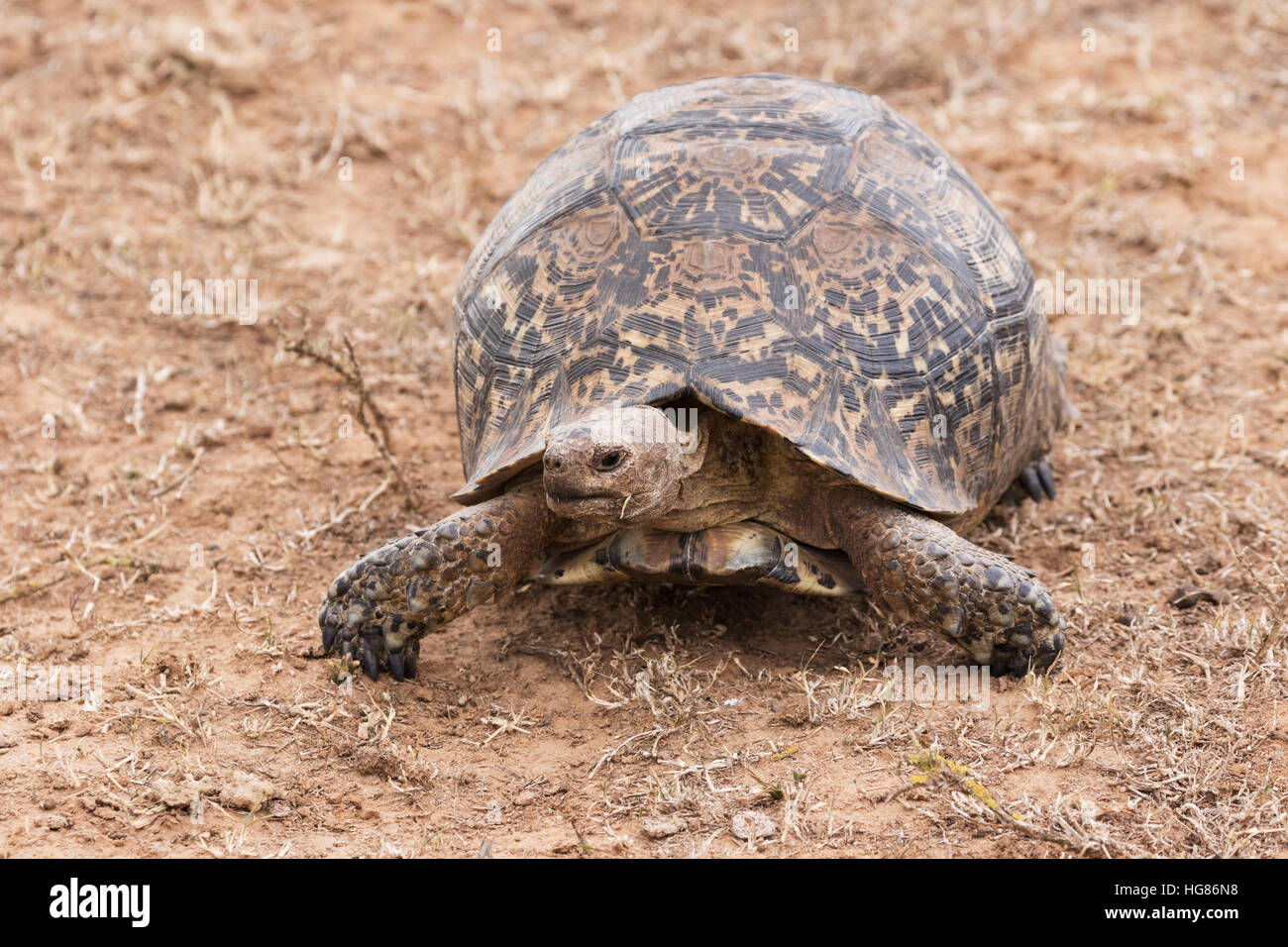 Leopard Tortoise, ( Stigmochelys pardalis ), wild, South Africa Stock ...