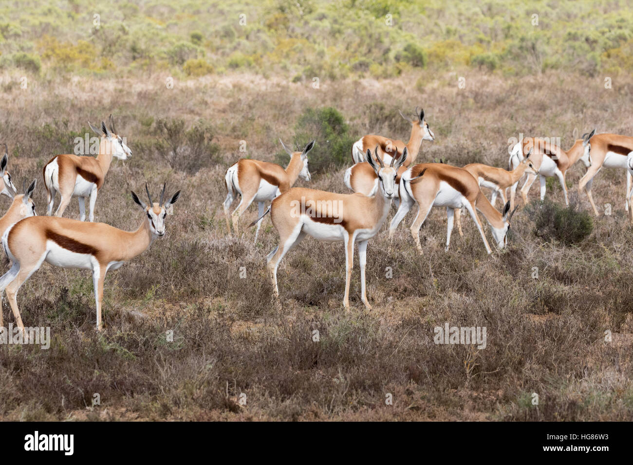 Springboks south africa hi-res stock photography and images - Alamy