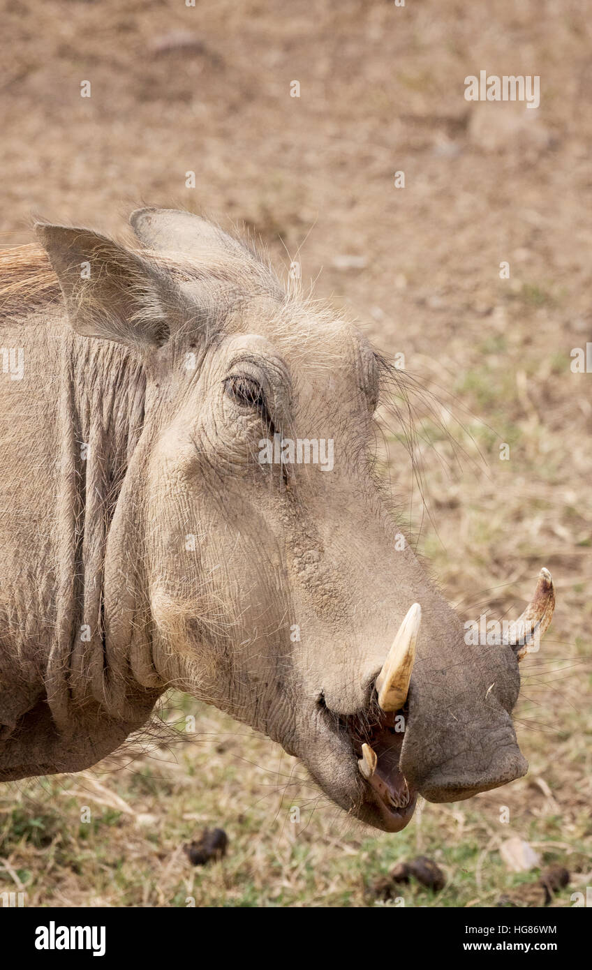 Warthog head hi-res stock photography and images - Alamy