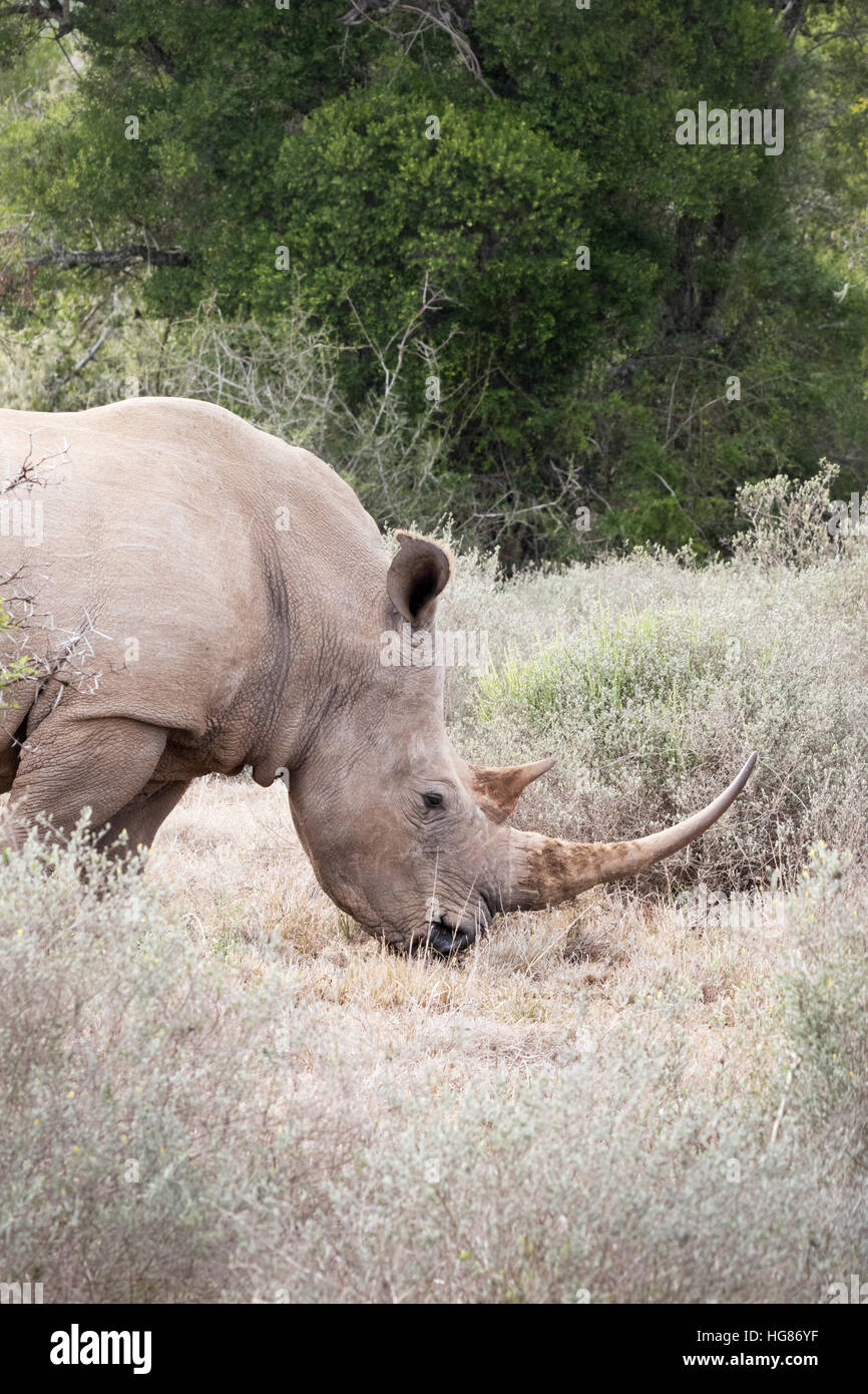 Rhino head hi-res stock photography and images - Alamy