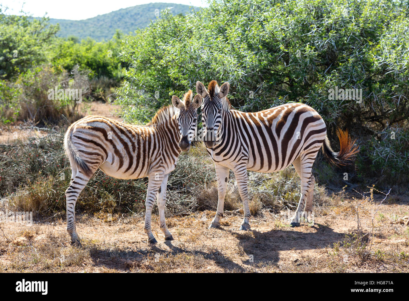 Wild animals together hi-res stock photography and images - Alamy