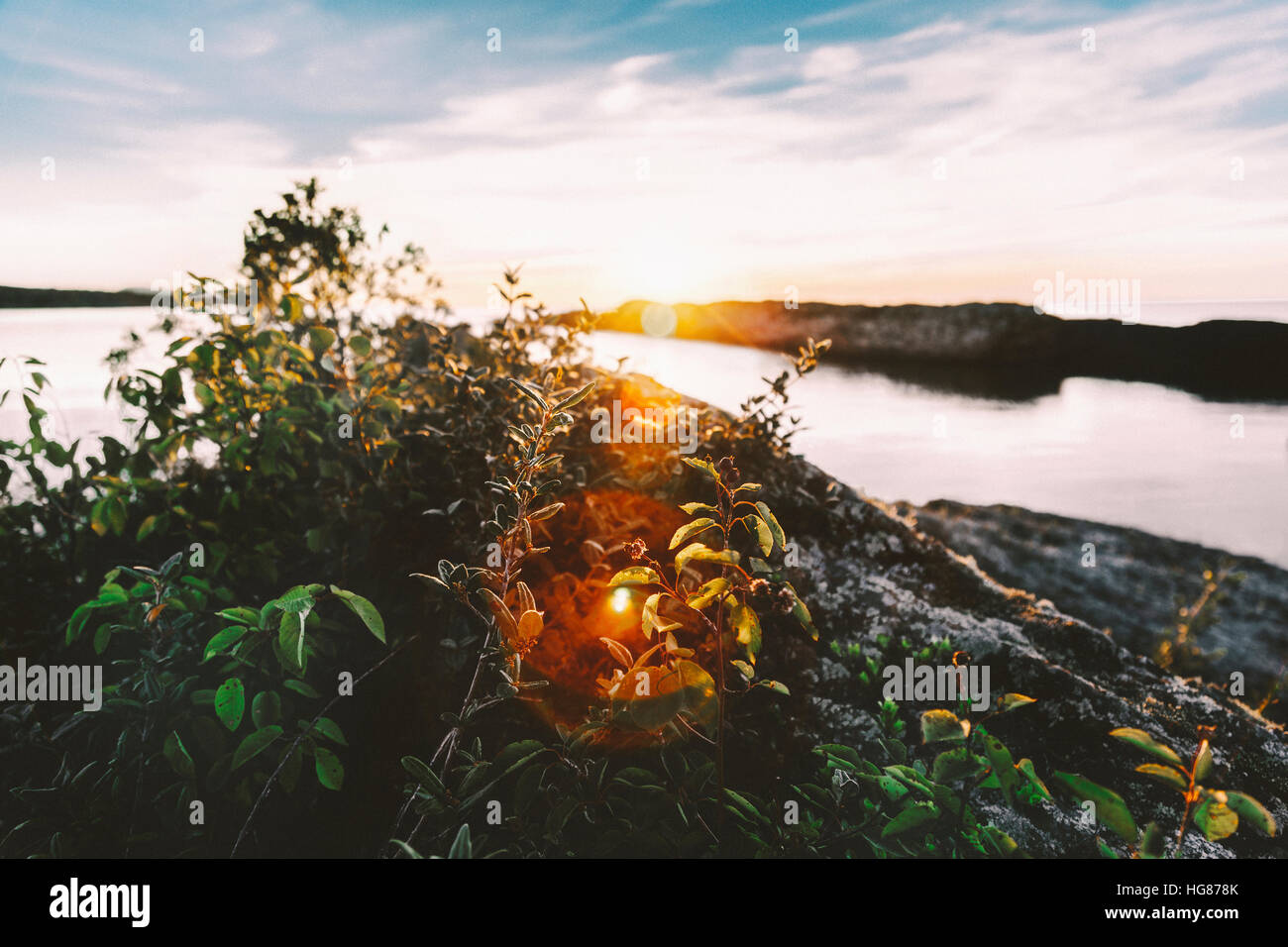 Sunlight falling on plants growing by rock against lake Stock Photo - Alamy