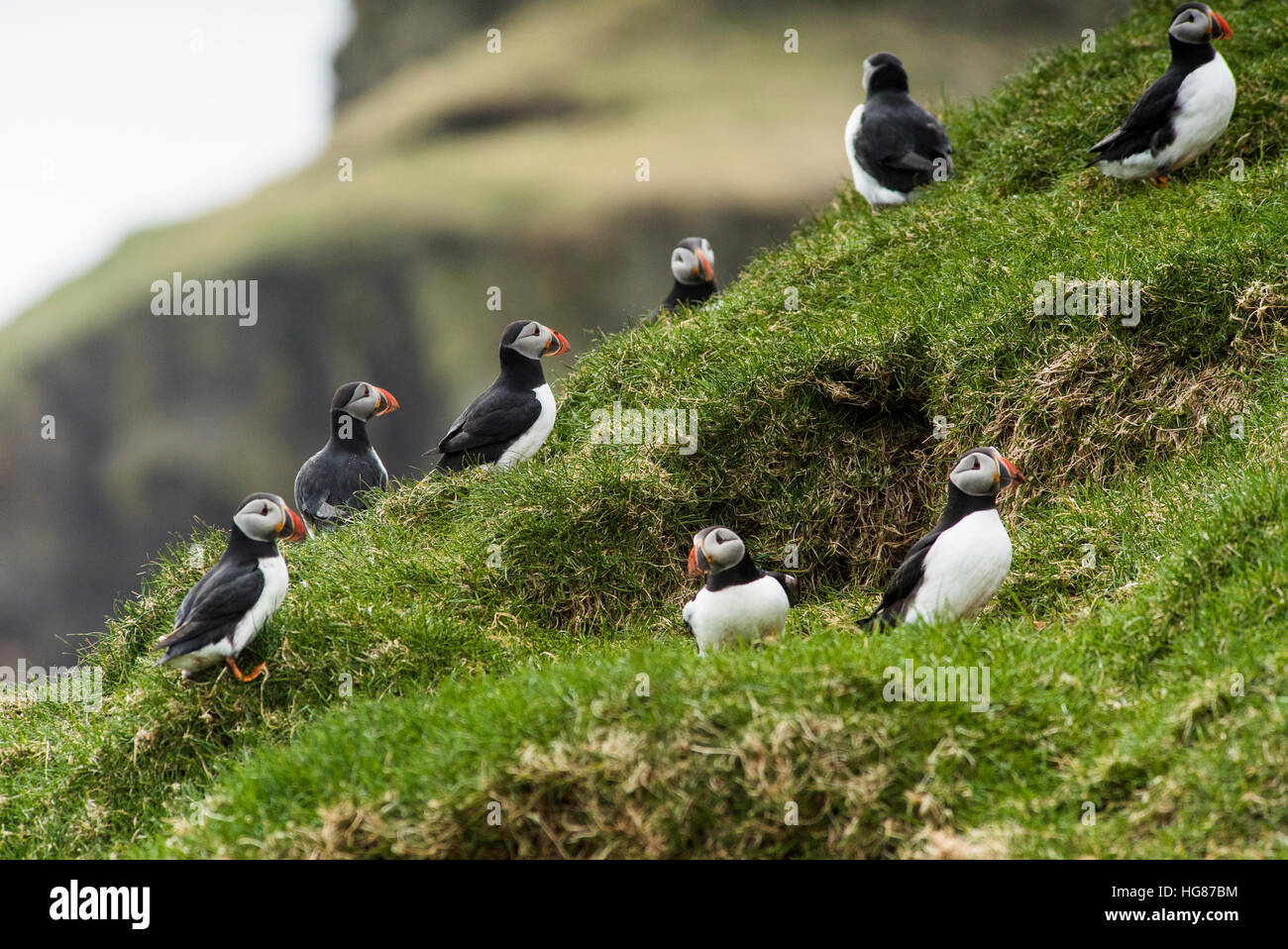 Atlantic puffins perching of field Stock Photo - Alamy