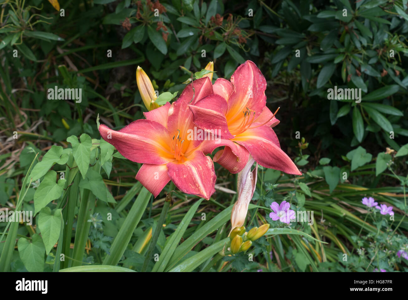 Radiant orange hi-res stock photography and images - Alamy