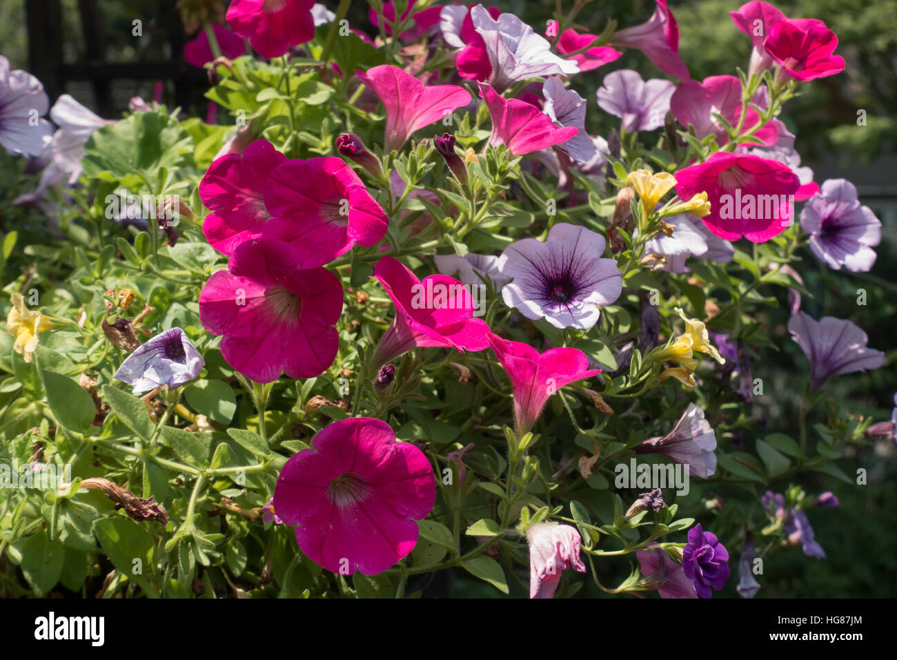 Petunia multi colored flowers hi-res stock photography and images - Alamy