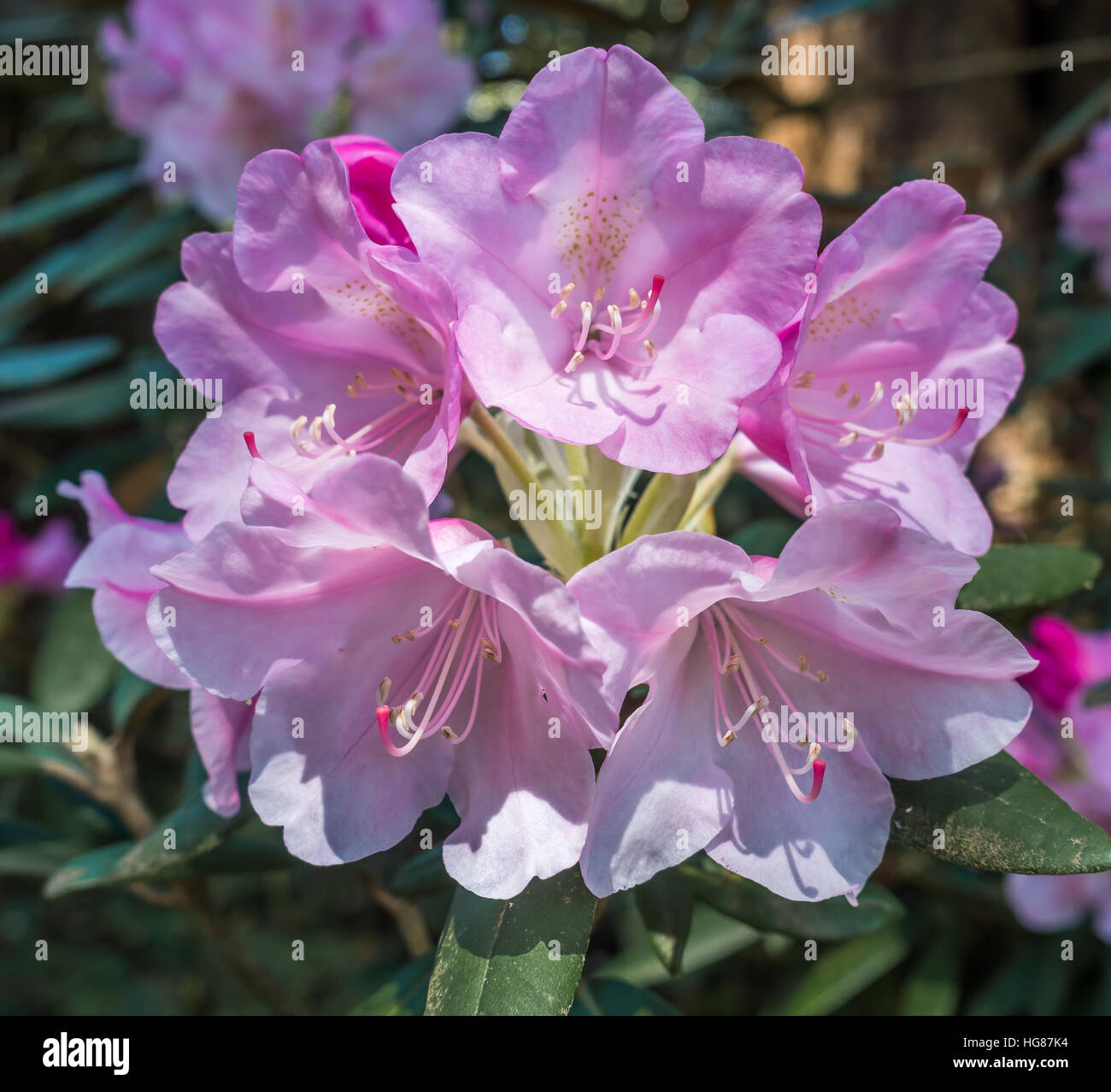 Azaleas hi-res stock photography and images - Alamy