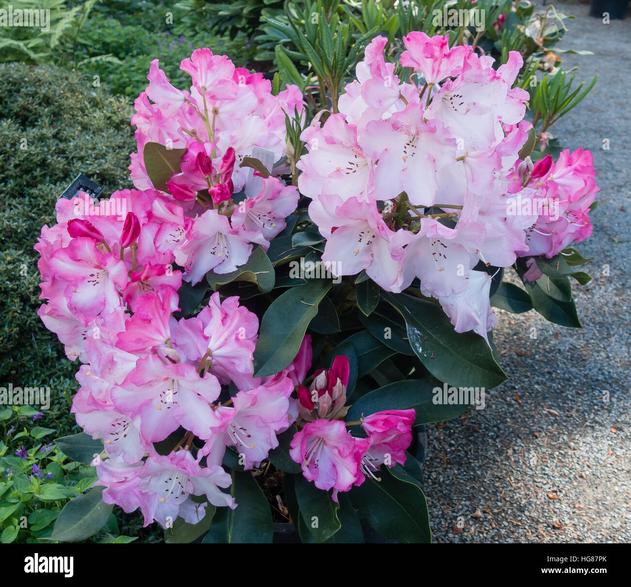 Closeup of pink and white Rhododendrons that are lush and bursting with ...