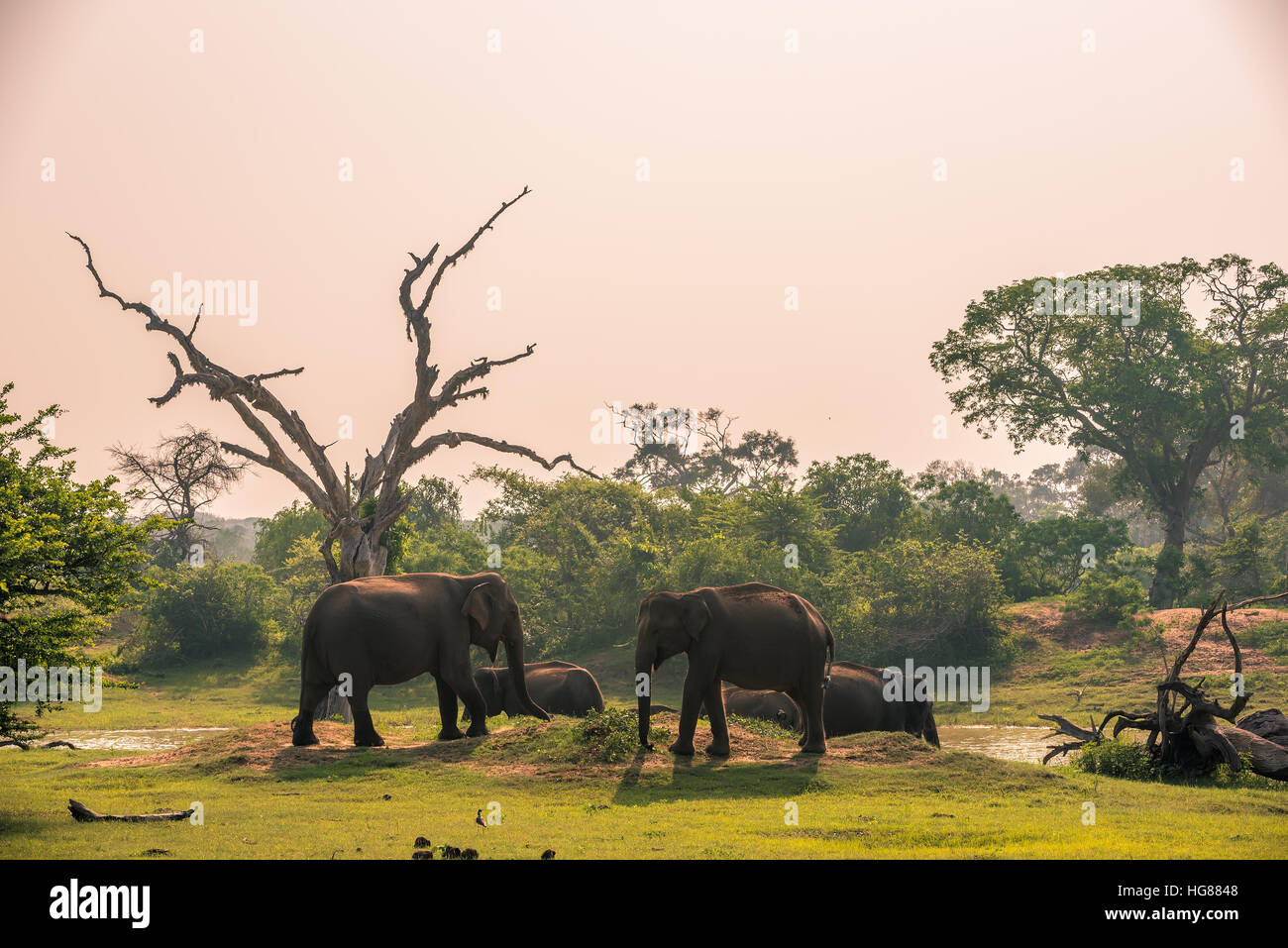 Sri Lanka: wild elephants in Yala National Park Stock Photo - Alamy