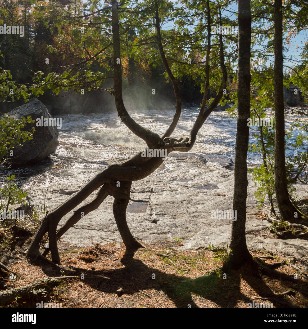 A cedar tree trunk by a waterfall like a mythical creature with a tail ...