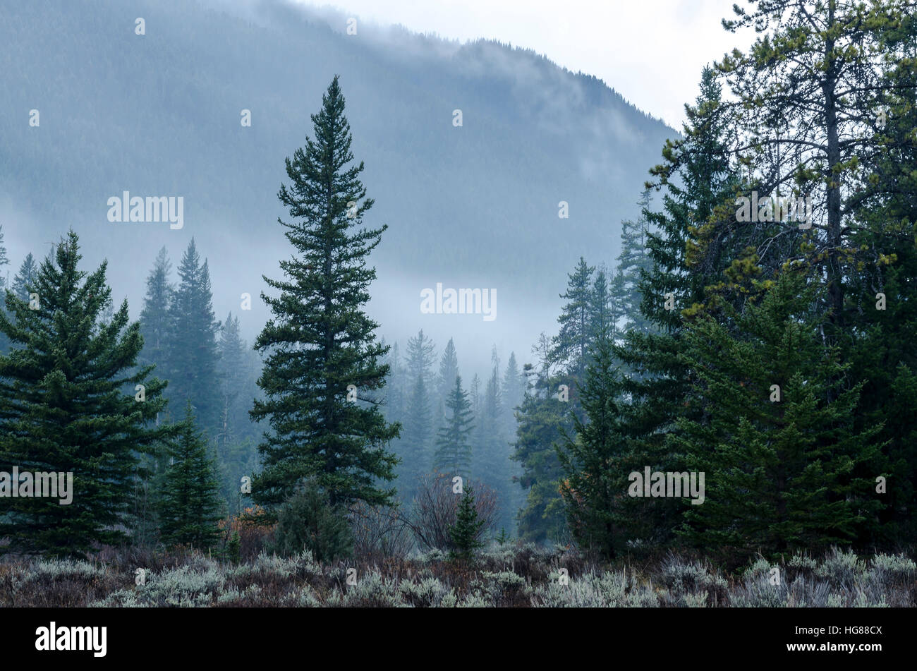 Growing mountain pine hi-res stock photography and images - Alamy