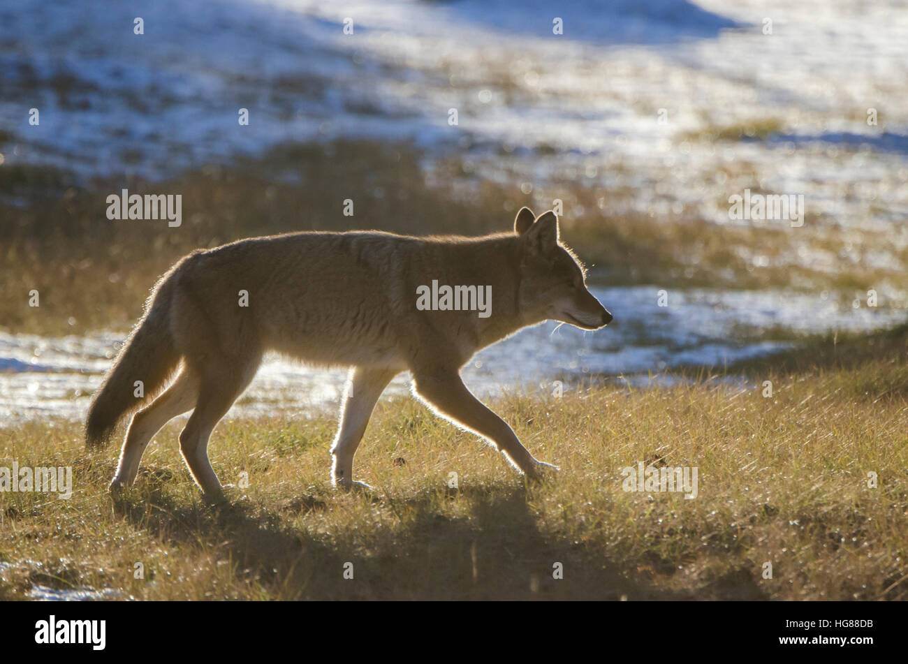 Side view of coyote walking on lakeshore during sunny day Stock Photo ...