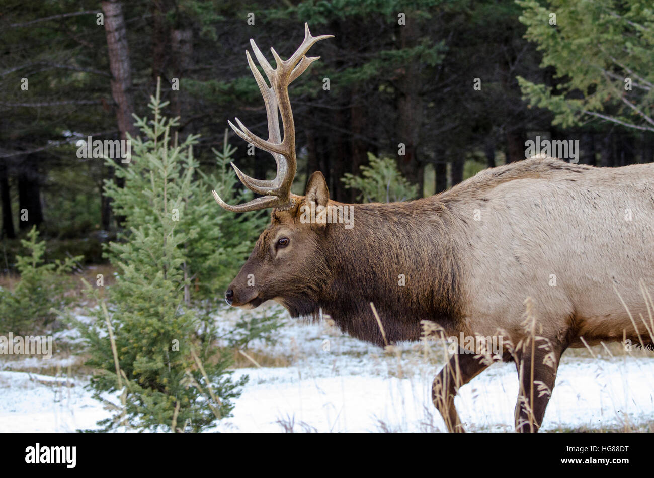 Stag snow forest hi-res stock photography and images - Alamy