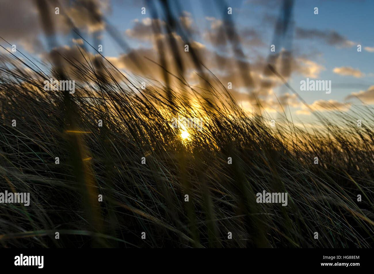 Grass against sunset sky hi-res stock photography and images - Alamy