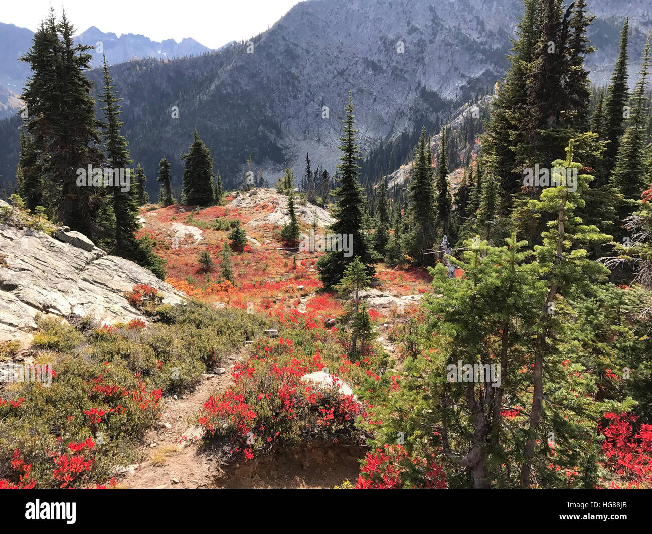 Growing mountain pine hi-res stock photography and images - Alamy