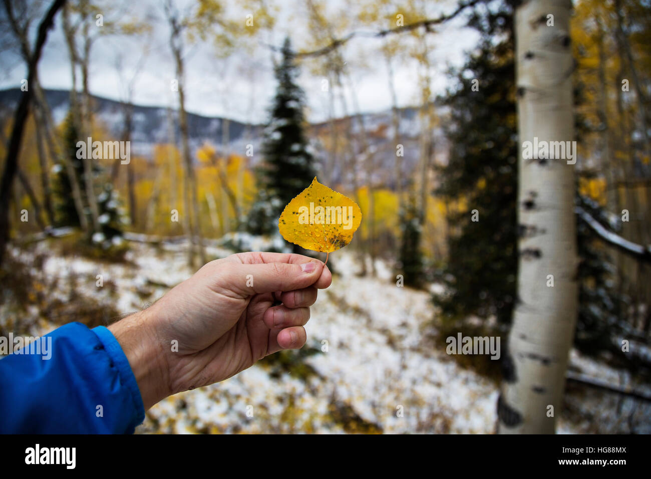 Cropped image of man holding birch leap in forest Stock Photo - Alamy