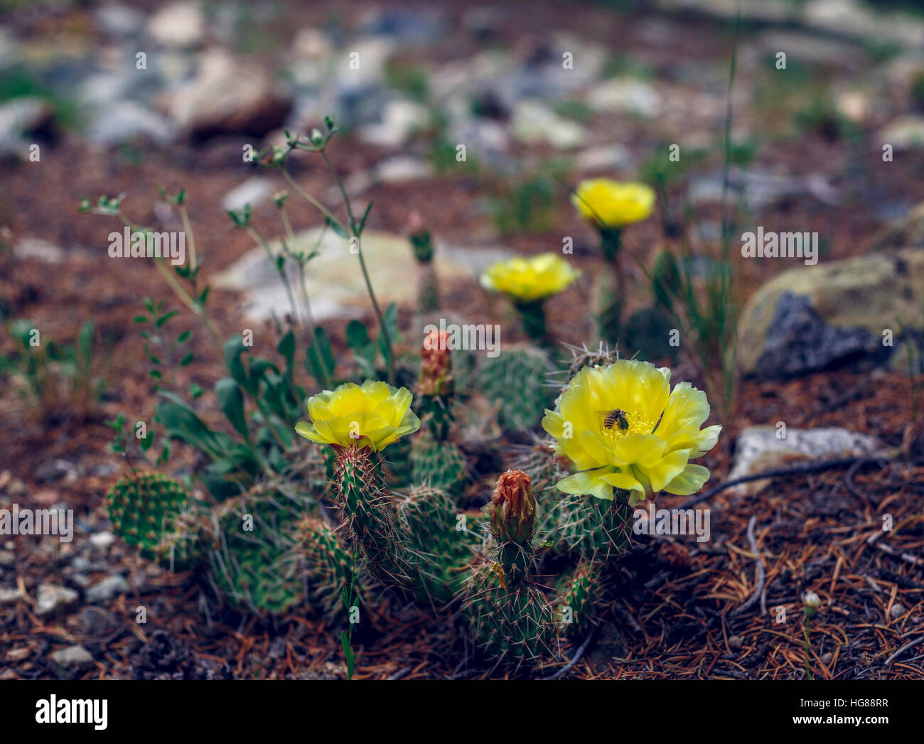 One spiked flower hi-res stock photography and images - Alamy