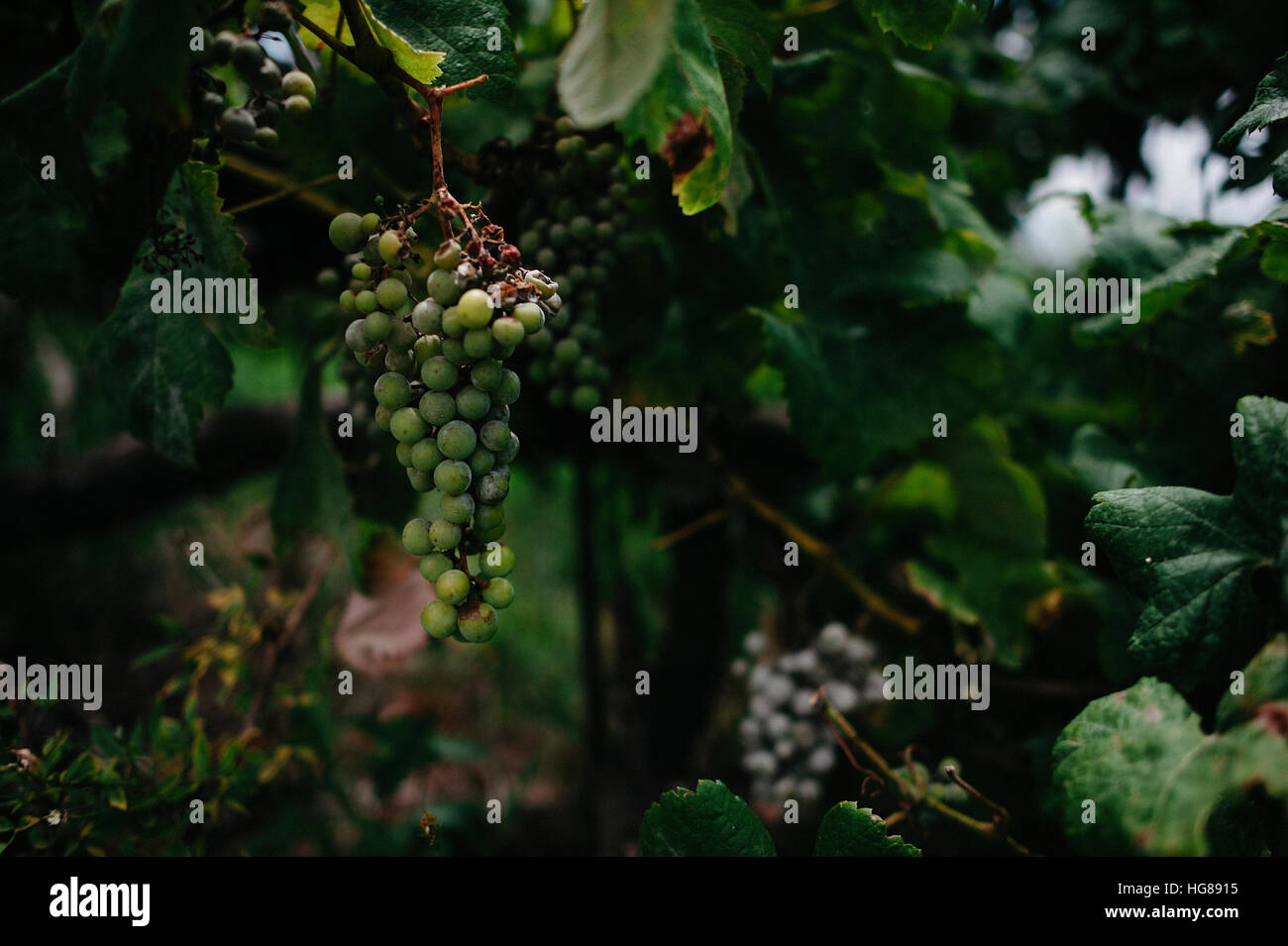 Grapes growing in tree vineyard Stock Photo - Alamy