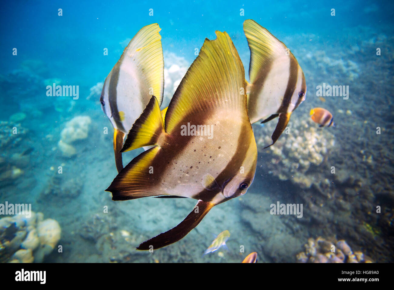 Close-up of butterflyfishes swimming in sea Stock Photo - Alamy