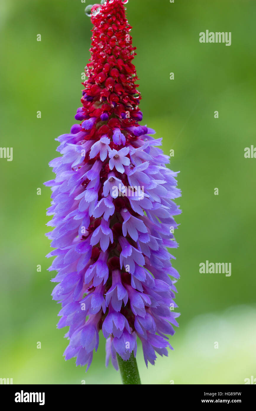 Close up of a single spike of the orchid primrose, Primula vialii Stock ...