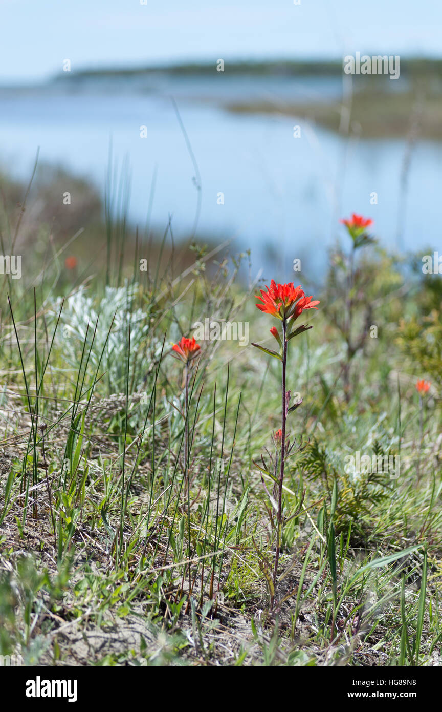 Early spring scarlet castilleja, prairie fire, flowers at Dorcas bay ...