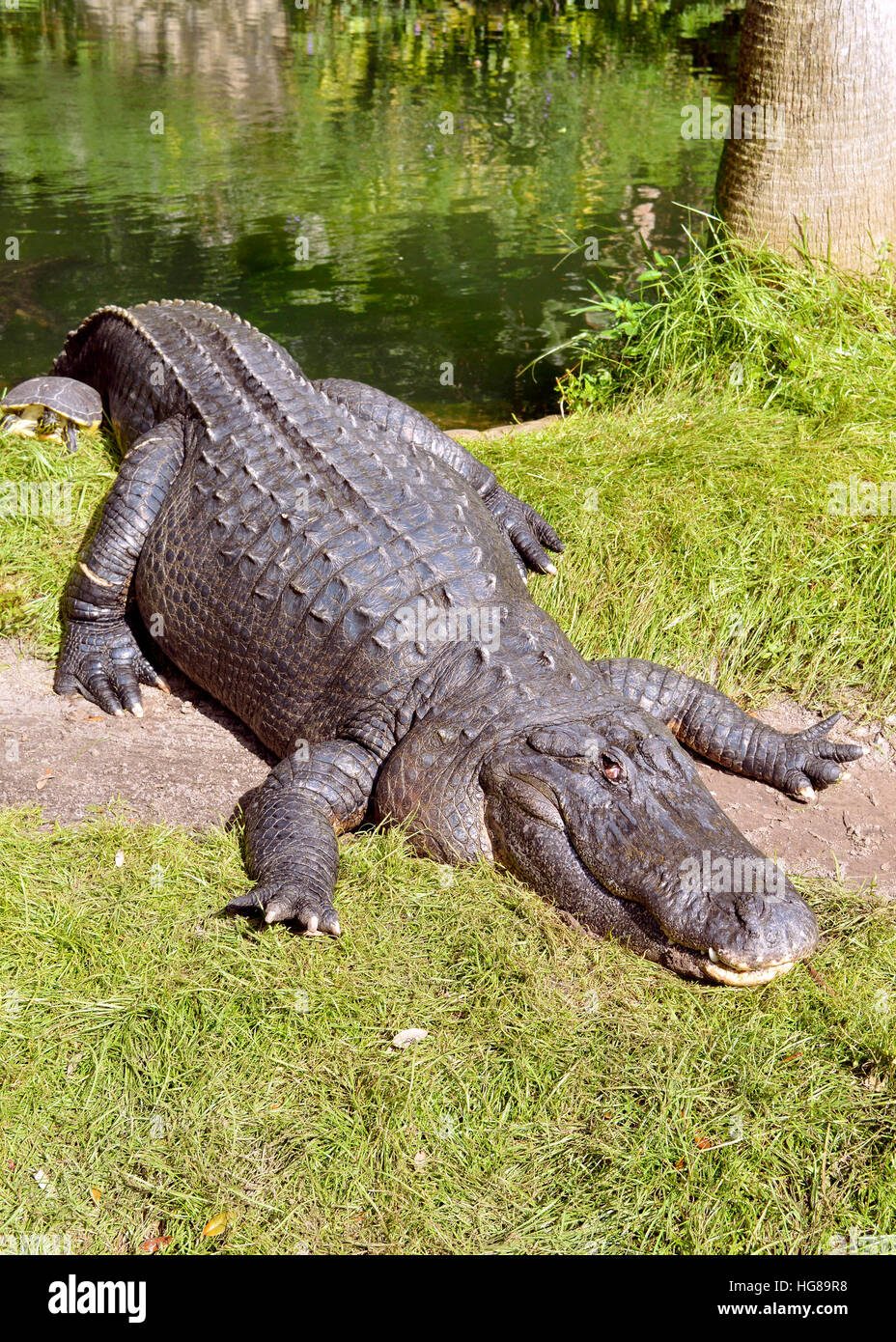 American alligator Latin name alligator mississippiensis Stock Photo ...