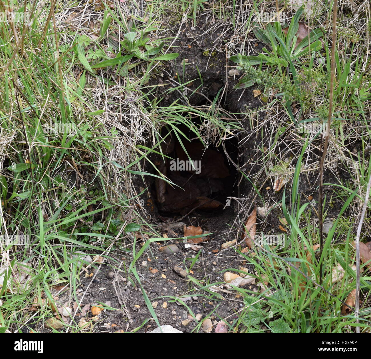 Badger sett entrance hole hi-res stock photography and images - Alamy