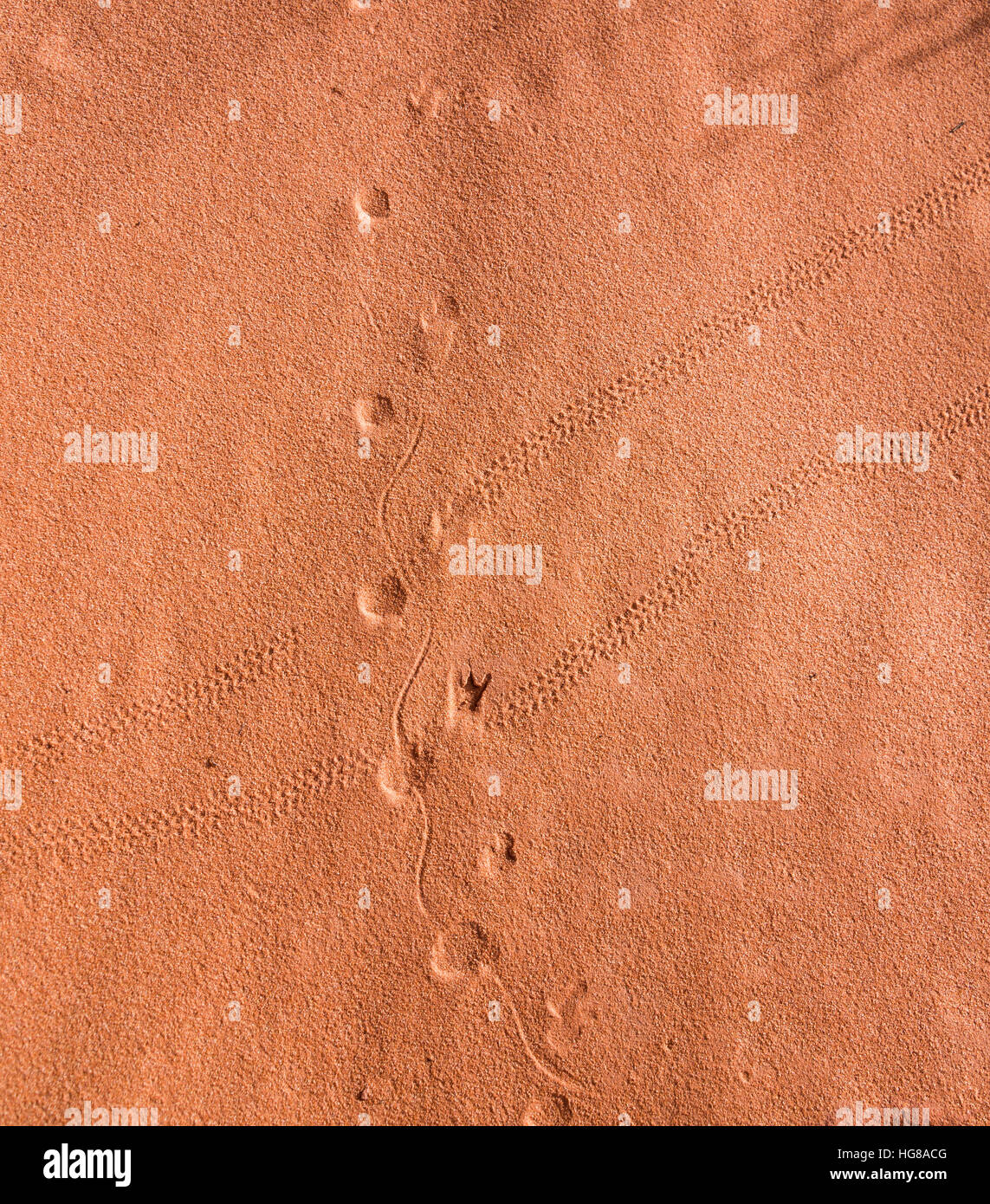 Desert animal tracks hi-res stock photography and images - Alamy