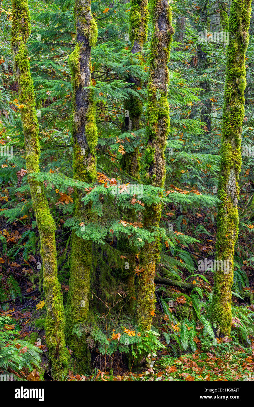Bigleaf maple tree hi-res stock photography and images - Alamy