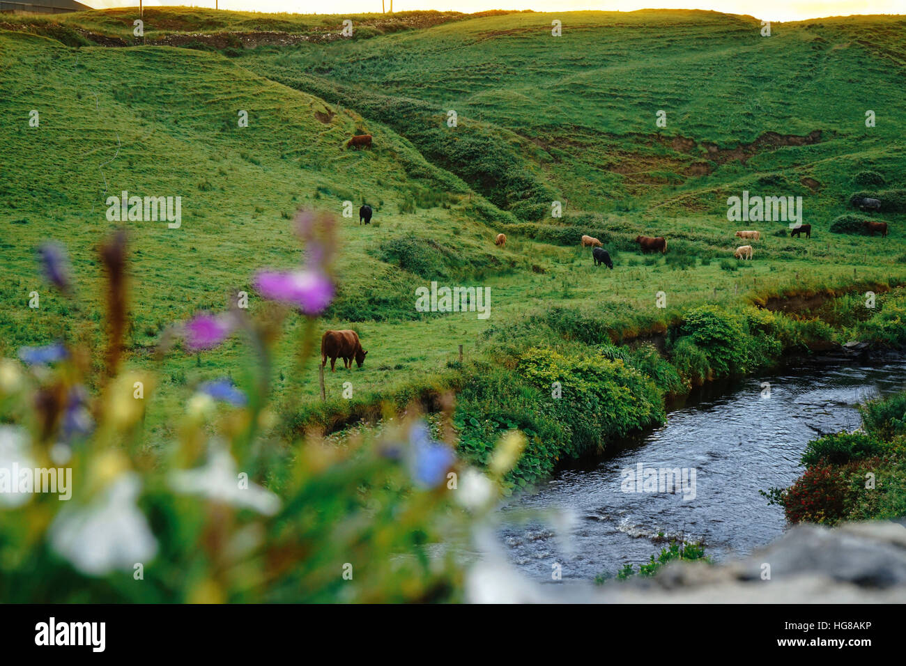 Grazing cattle river hi-res stock photography and images - Alamy