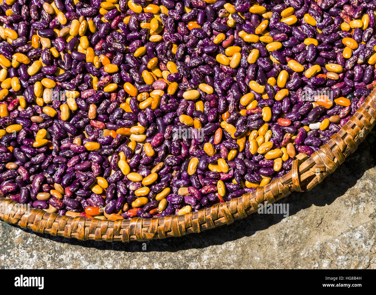 Yellow and purple beans drying in sun on braided plate, Ghandruk, Kaski ...