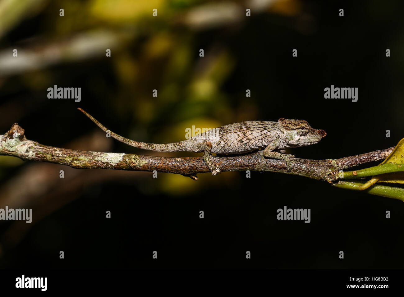 Female nose-horned chameleon (Calumma nasutum), Analamazoatra, Andasibe ...