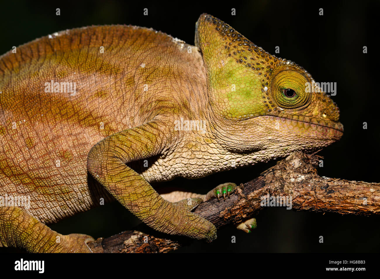 Female parsons chameleon hi-res stock photography and images - Alamy