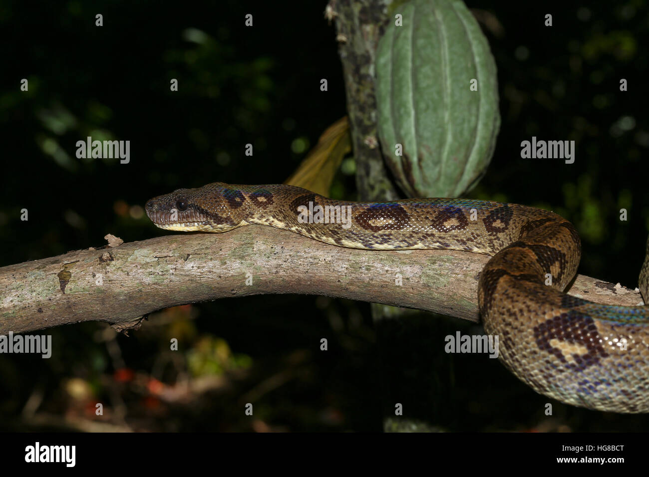 African Tree Boa High Resolution Stock Photography and Images - Alamy