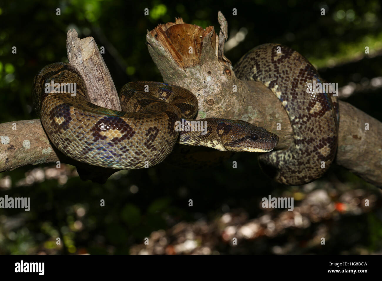 African tree boa hi-res stock photography and images - Alamy