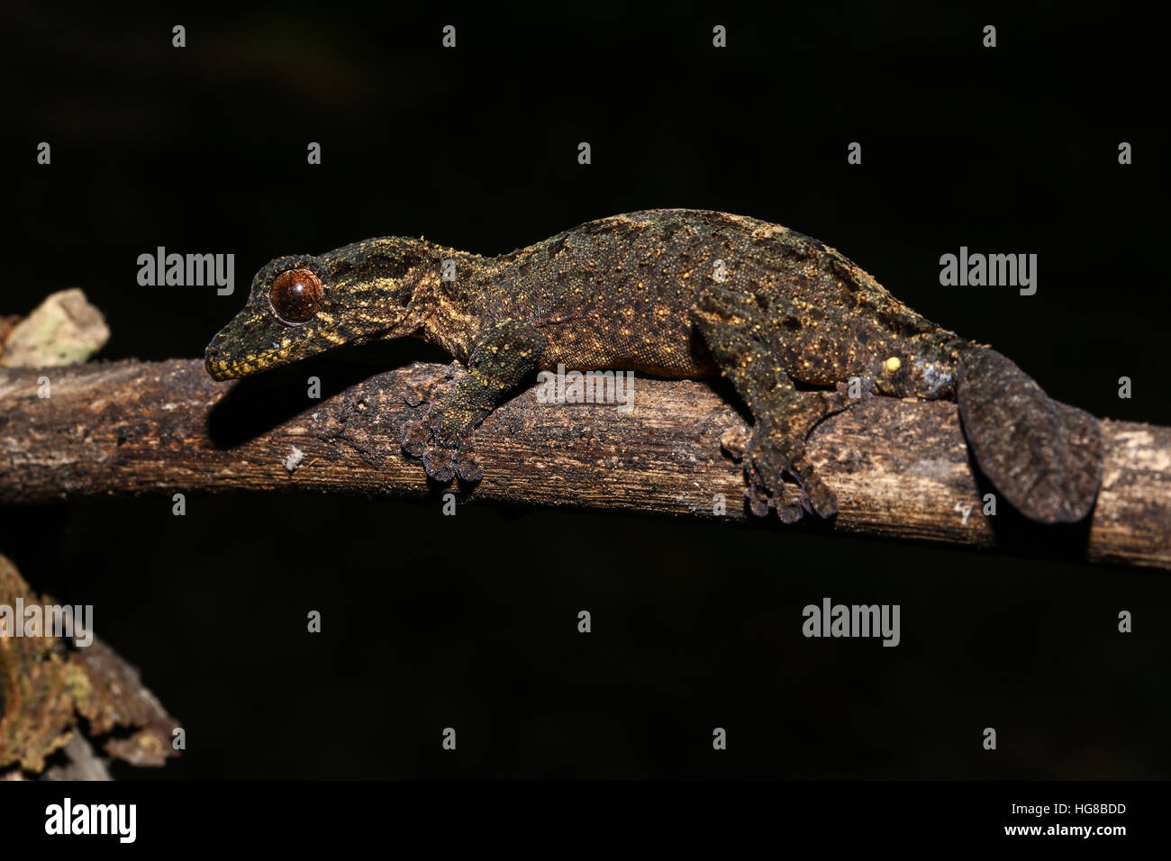 Male leaf-tailed gecko (Uroplatus alluaudi), Amber Mountain National ...