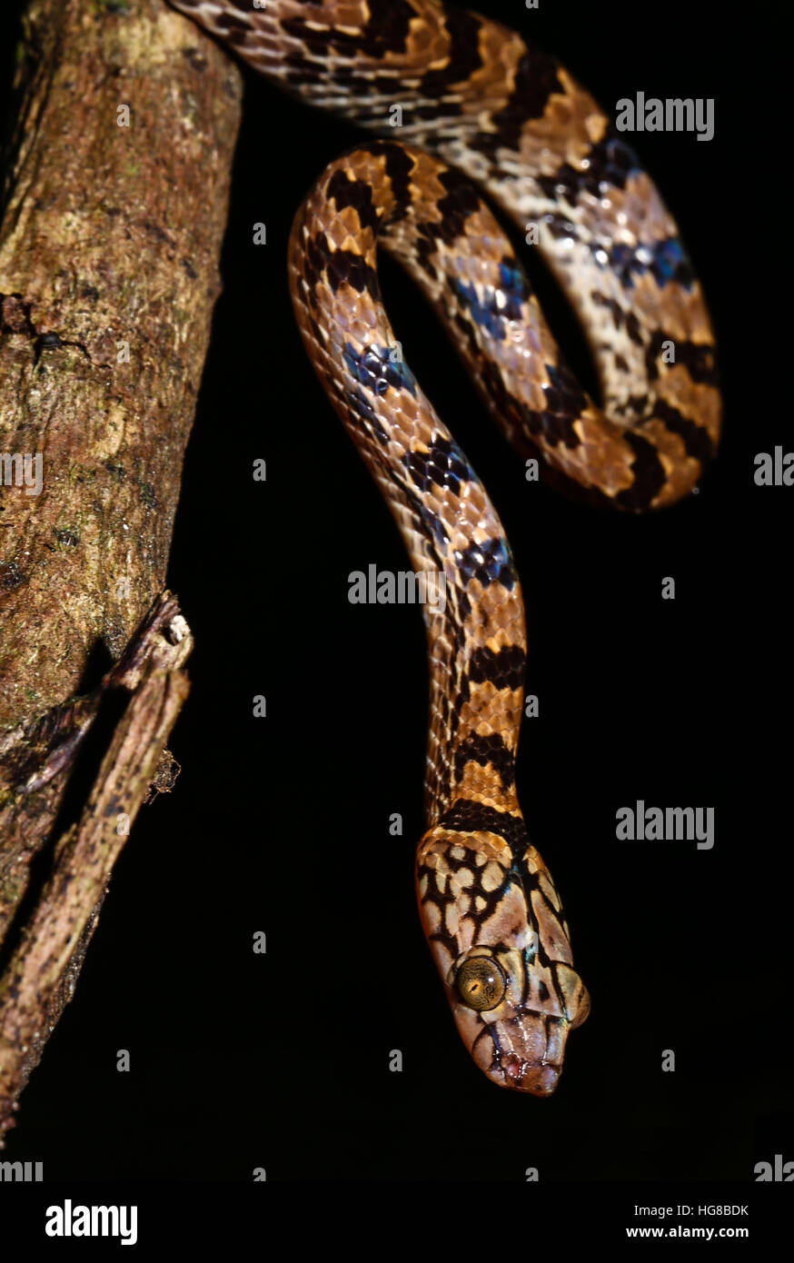 African tree snake hi-res stock photography and images - Alamy