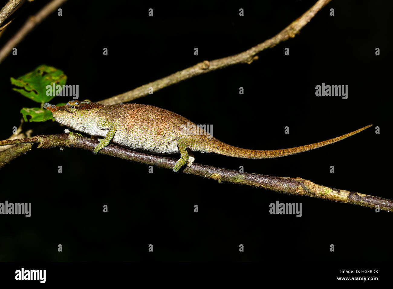 Chameleon (Calumma linotum), female, Amber Mountain National Park ...