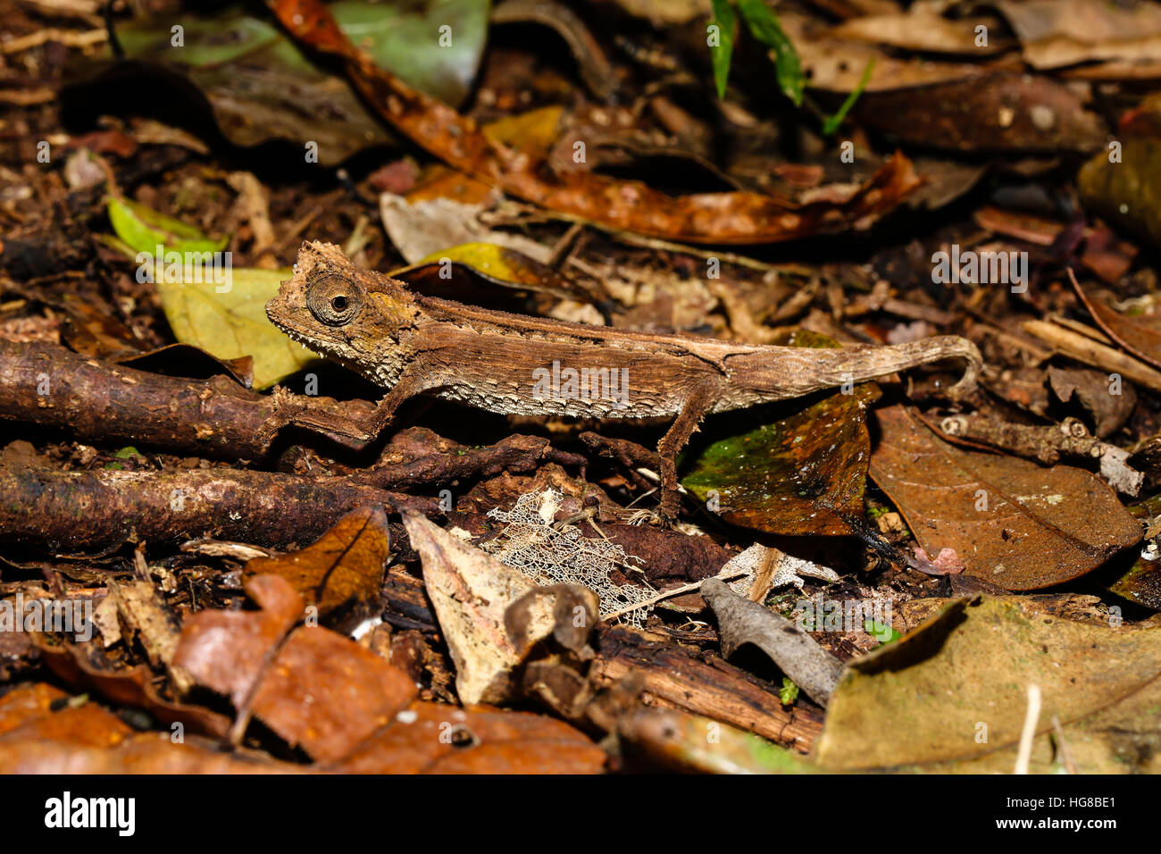 Antakarana madagascar hi-res stock photography and images - Alamy