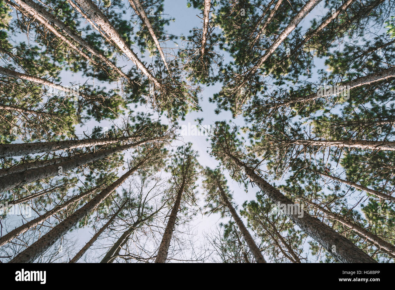 Canopy trees against sky hi-res stock photography and images - Alamy