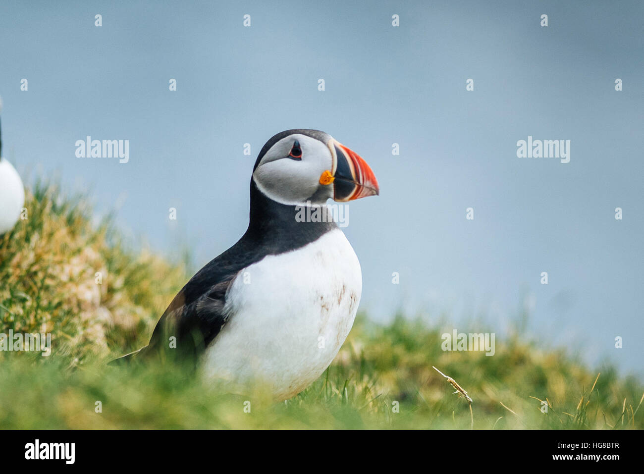 Close-up of Atlantic puffin perching on field Stock Photo - Alamy