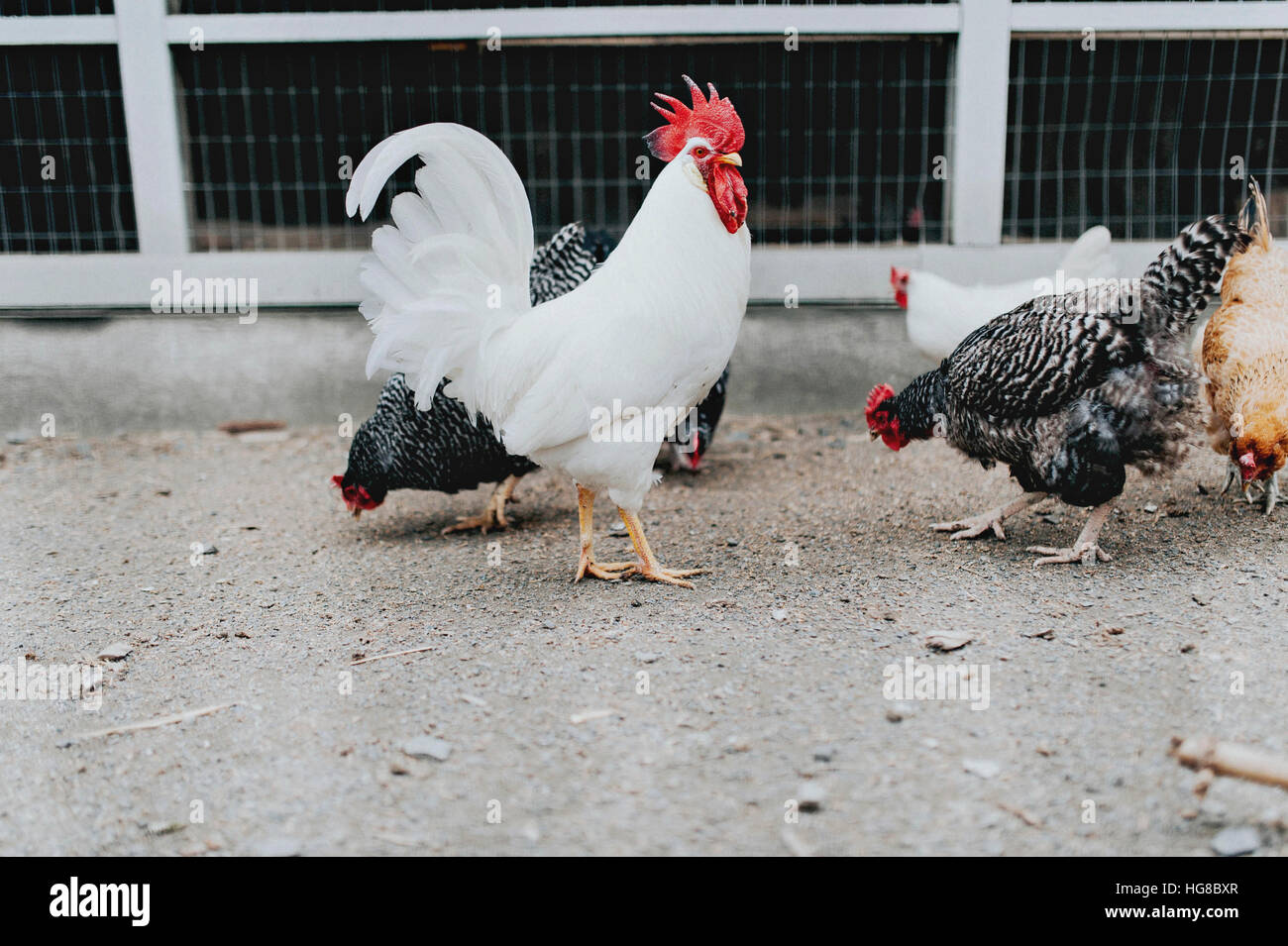 Cockerel and hens hi-res stock photography and images - Alamy